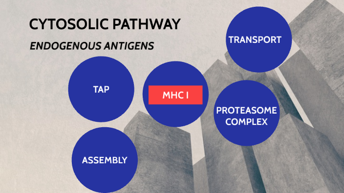 CYTOSOLIC PATHWAY by POOJA MISHRA on Prezi