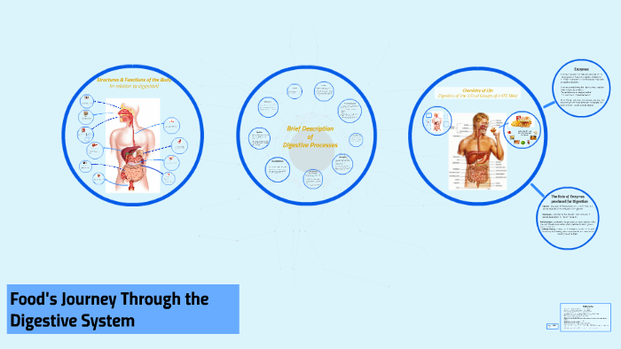 Food's Journey Through the Digestive System by lizelle botha on Prezi