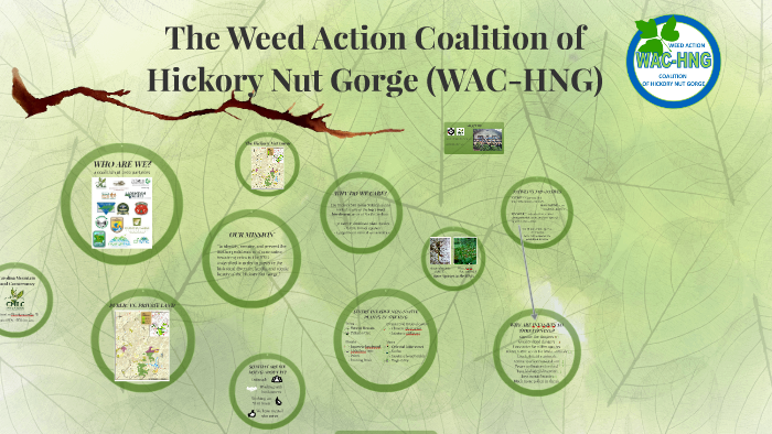 The Weed Action Coalition of Hickory Nut Gorge by Chelsea Rath on Prezi