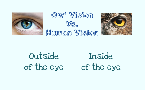Owl Vision Vs. Human Vision by mona b on Prezi