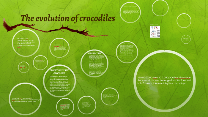 The Evolution Of Crocodiles By Brayden Fiorillo On Prezi
