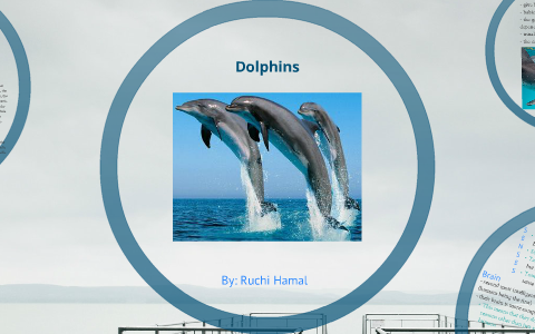 Dolphins by ruchi hamal on Prezi
