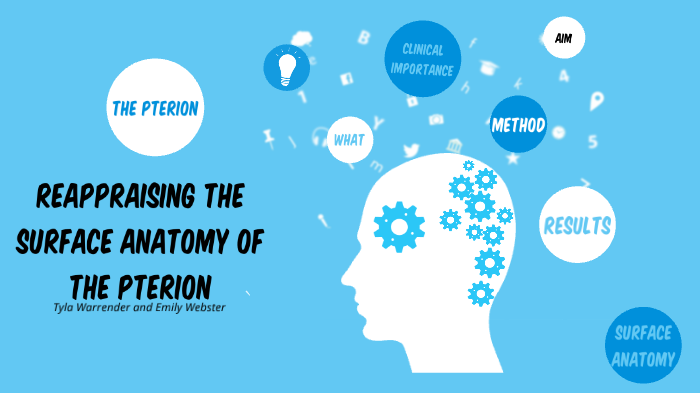 Reappraising the surface Anatomy of the Pterion by Emily Webster on Prezi