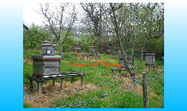Uses of Honey by harry haytayan on Prezi