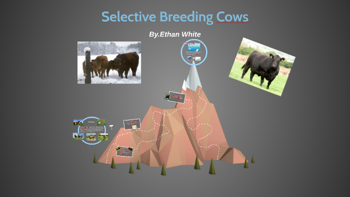 Selective Breeding Cows by Ethan White on Prezi