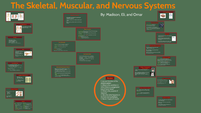 The Skeletal Muscular And Nervous System By Madison Bennett