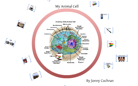My Cell by jonny cochran