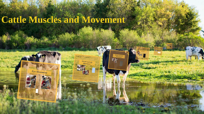 Cattle Muscles and Movement by Hannah Neer on Prezi