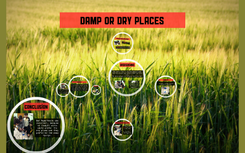 Damp or dry places by team1 4a on Prezi