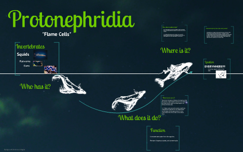 Protonephridia by maria salomon on Prezi