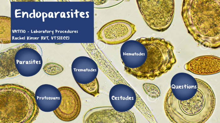 Endoparasites by Rachel Kinser on Prezi