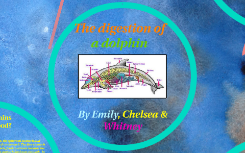 Dolphin Digestion by whitney buckley on Prezi