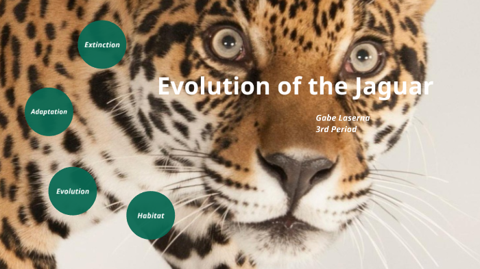 Evolution of the Jaguar by Gabe Laserna on Prezi