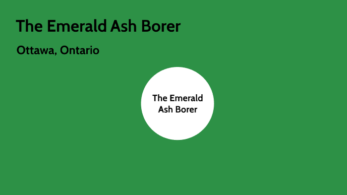 The Emerald Ash Borer by Emma G on Prezi