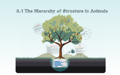 3.1 The Hierarchy of Structure in Animals by on Prezi