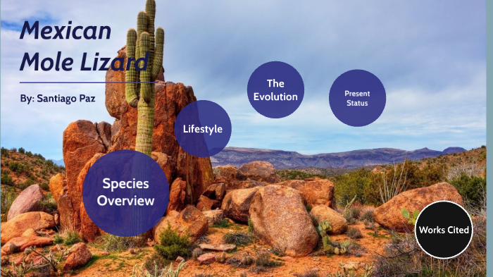 Evolution of the Mexican Mole Lizard (Bipes) by Santiago Paz on Prezi