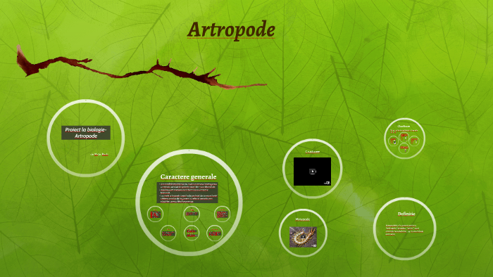 Artropode by Radu Matei on Prezi