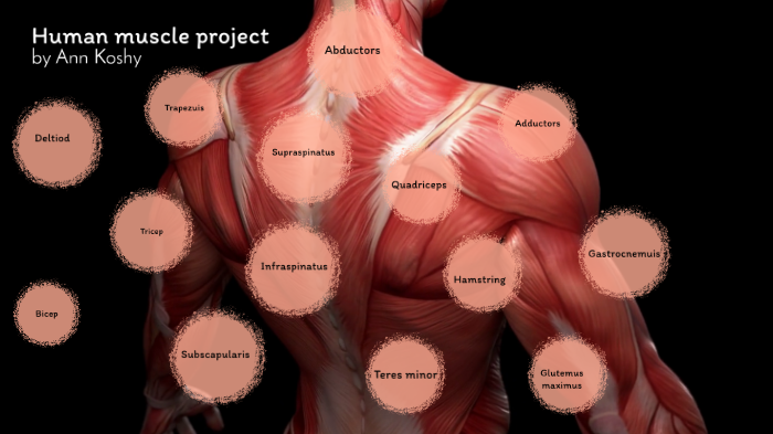 Human anatomy project by ANN KOSHY on Prezi