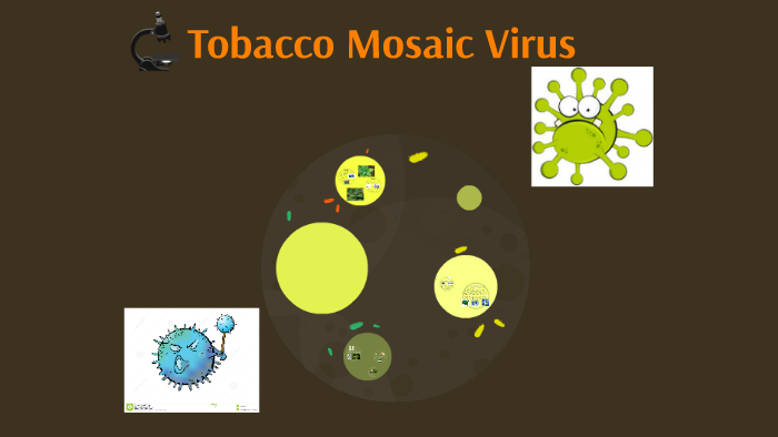 Tobacco Mosaic Virus by kevin dunning on Prezi