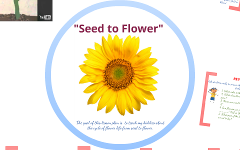 Sunflowers "Seed to Flower" Lesson Plan by Christina Marshall on Prezi