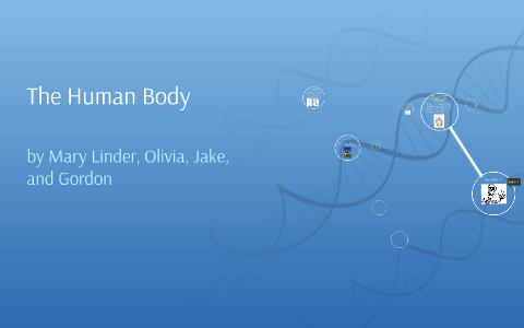 The Human Body by Jacob Fairbairn on Prezi