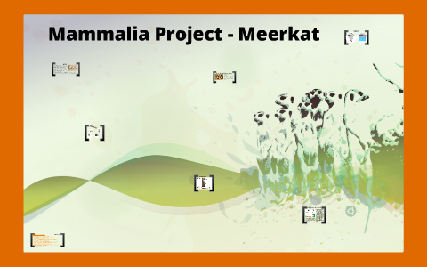 Mammalia Project- Meerkat by Alissa M on Prezi