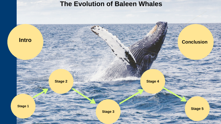 The Evolution of Baleen Whales by Gabe Evans on Prezi