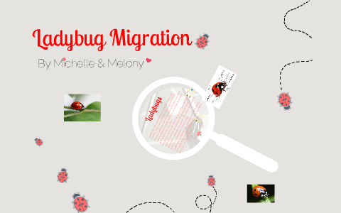Ladybug Migration by Michelle Zhao on Prezi
