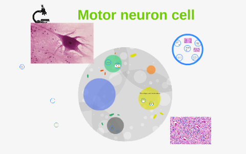 Motor neuron cell by Chantal Perales on Prezi