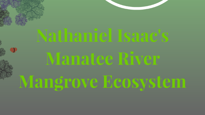 Nathaniel Yacoub Isaac's Mangrove Ecosystem by Amanda Flanter on Prezi