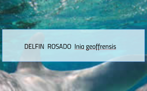 Delfín rosado (Inia geoffrensis) by Manüela Vega