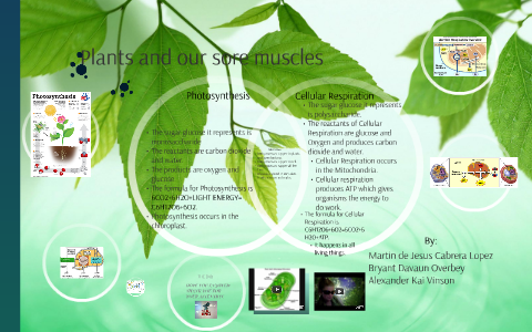 Photosynthesis and Cellular respiration project by on Prezi