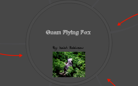 Guam Flying Fox by Isaiah Robinson on Prezi