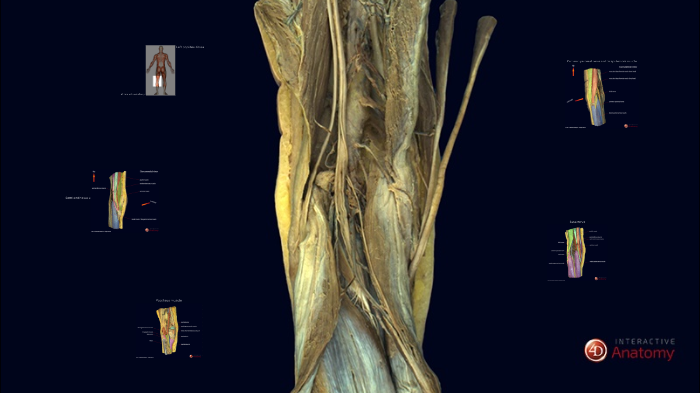 Popliteal fossa (left) by 4D Interactive Anatomy on Prezi