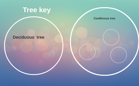 tree dichotomous key by kool aid on Prezi
