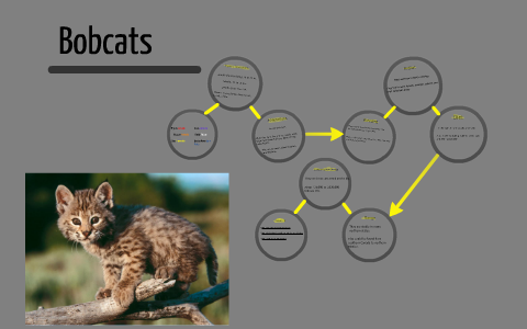 Bobcats by Kayla Hester
