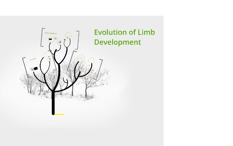 Evolution of Limb Development by Nicole Alton on Prezi