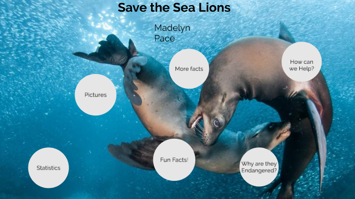 Sea Lion - Science project by Madelyn Pace on Prezi