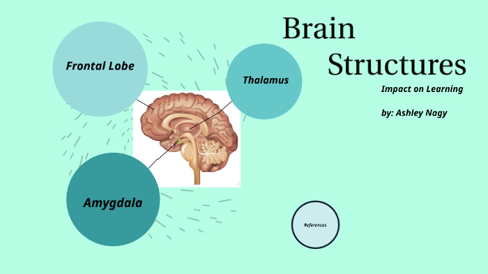 Brain Structures and Their Impact on Learning by Ashley Nagy on Prezi