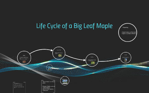 Life Cycle of a Black Oak by Jordan Ruggles