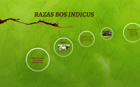 RAZAS BOS INDICUS by MIGUEL HINCAPIE on Prezi
