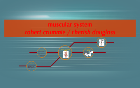 muscular sys by robert crummie on Prezi