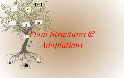 Plant Structure & Adaptations by brenda benavente