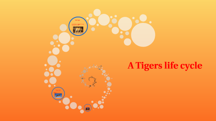 A Tigers Life Cycle By Brooklynn Heywood On Prezi