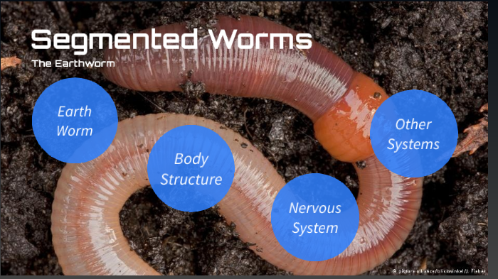 Segmented Worms by Tucker L on Prezi