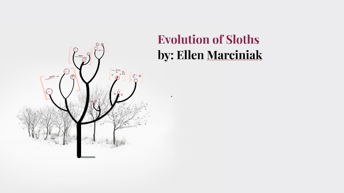 Evolution of Sloths by Ellen Marciniak on Prezi