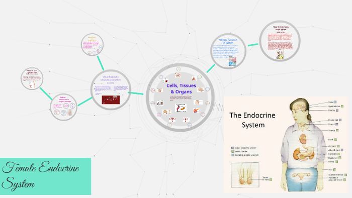 Female Endocrine System by Taylor Richardson
