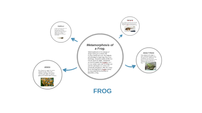 Metamorphosis of a Frog. by Yari Santiago on Prezi