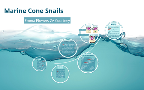 Marine Cone Snails by Emma Flowers on Prezi