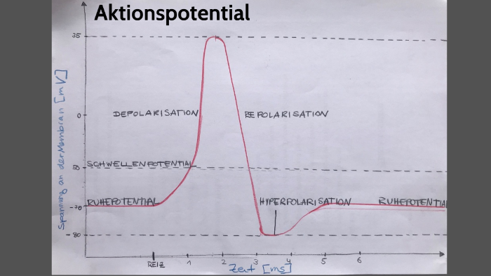 Aktionspotential by Jan Wiegratz on Prezi